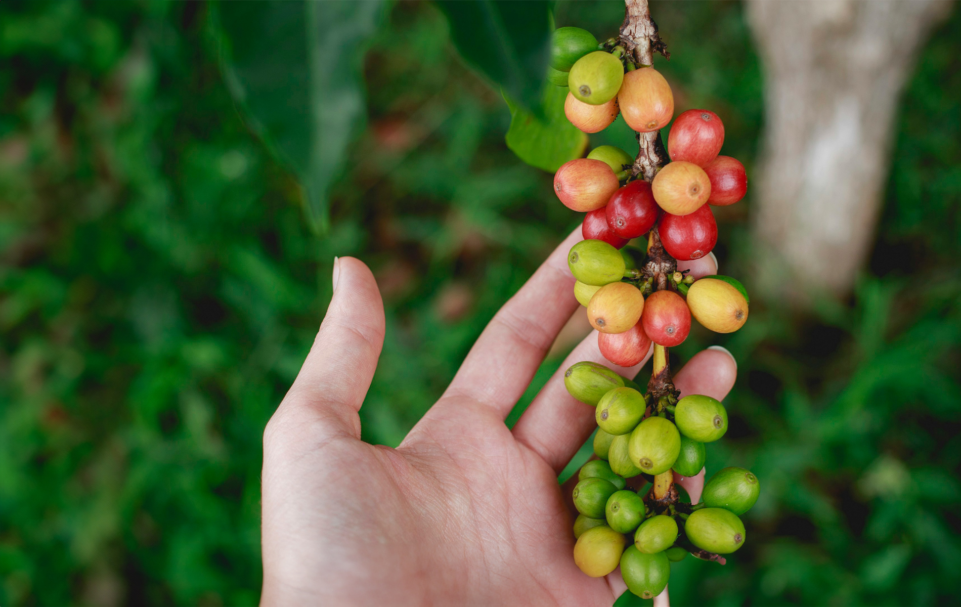 Just Darling Coffee Company – Your Coffee, Our Craft